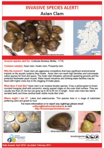 Asian clam - Invasive Species IrelandInvasive Species Ireland